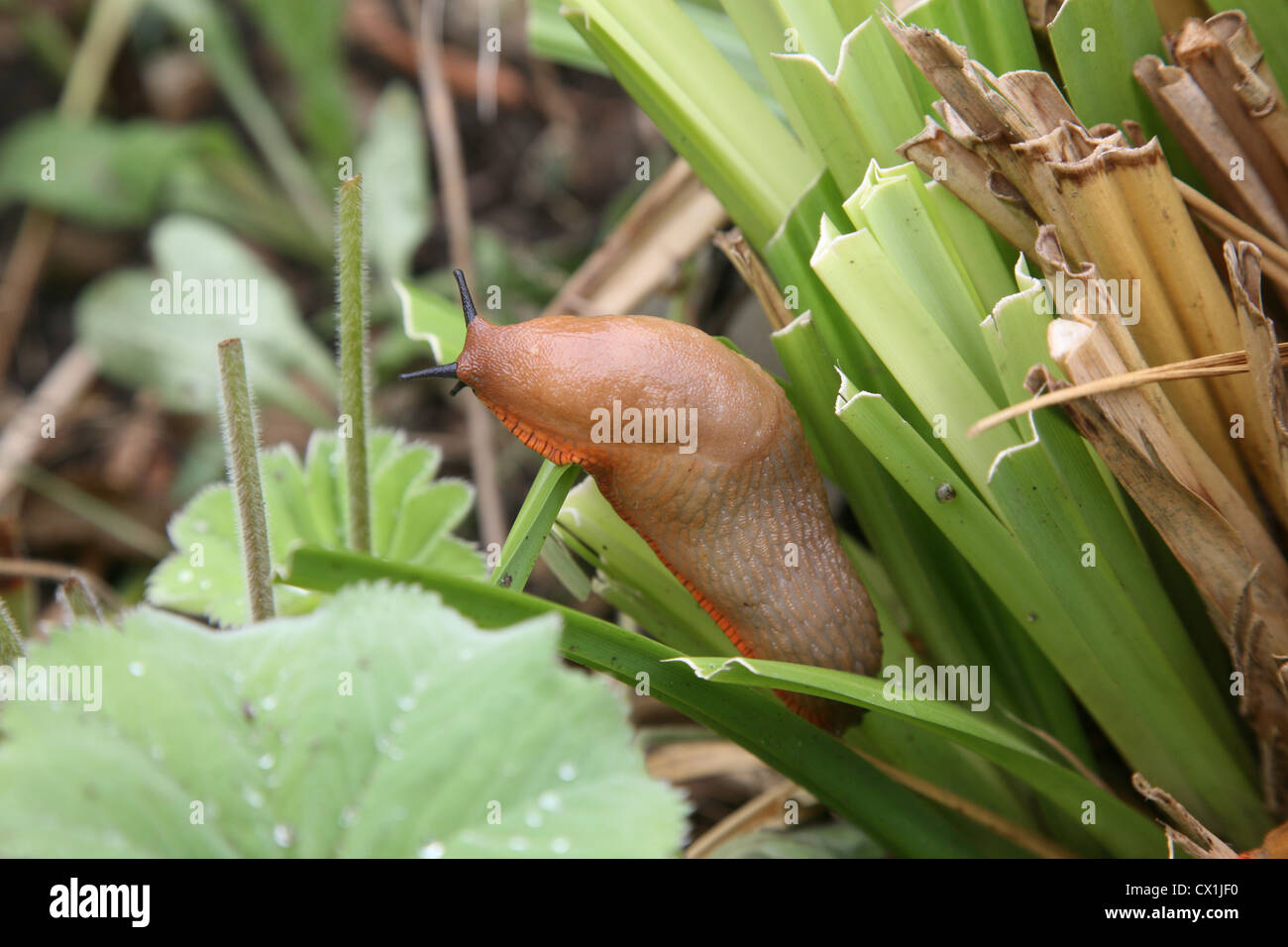 Arion subfuscus hi-res stock photography and images - Alamy