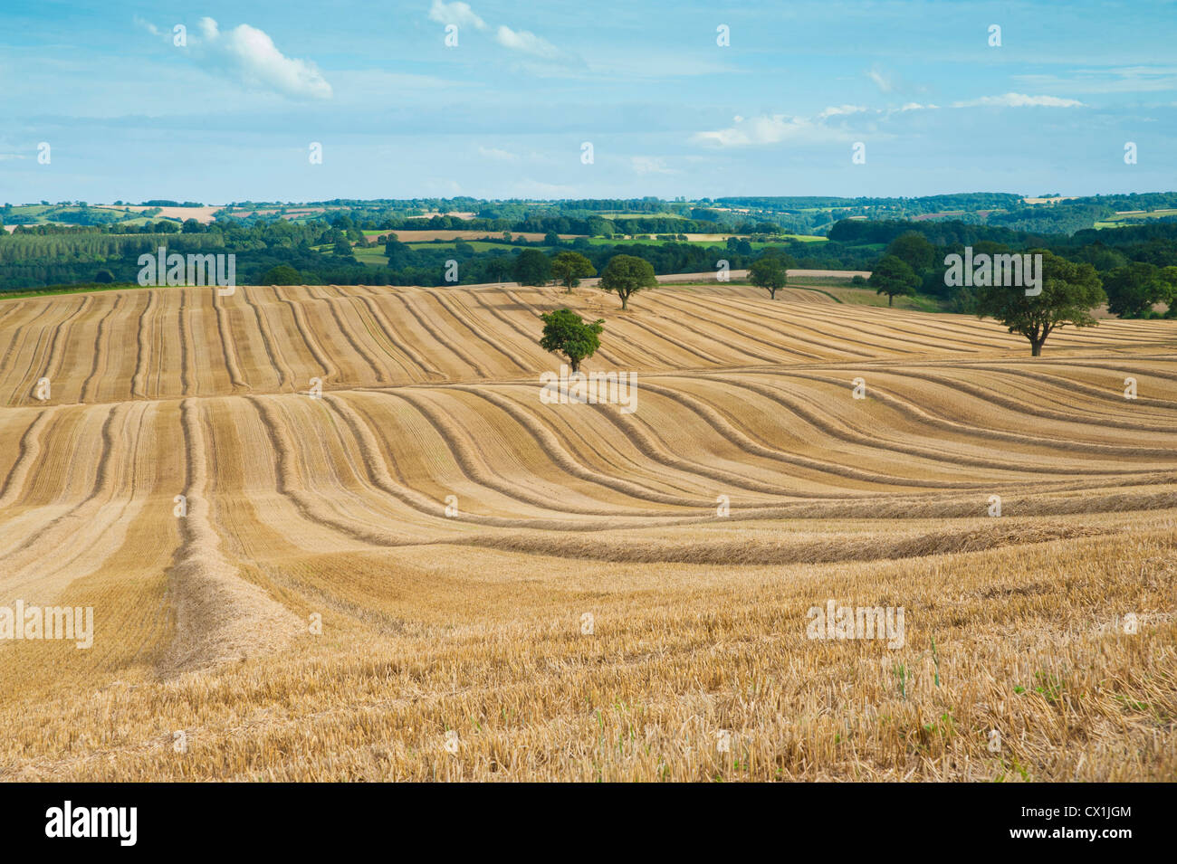 Wheat field after harvest Stock Photo - Alamy