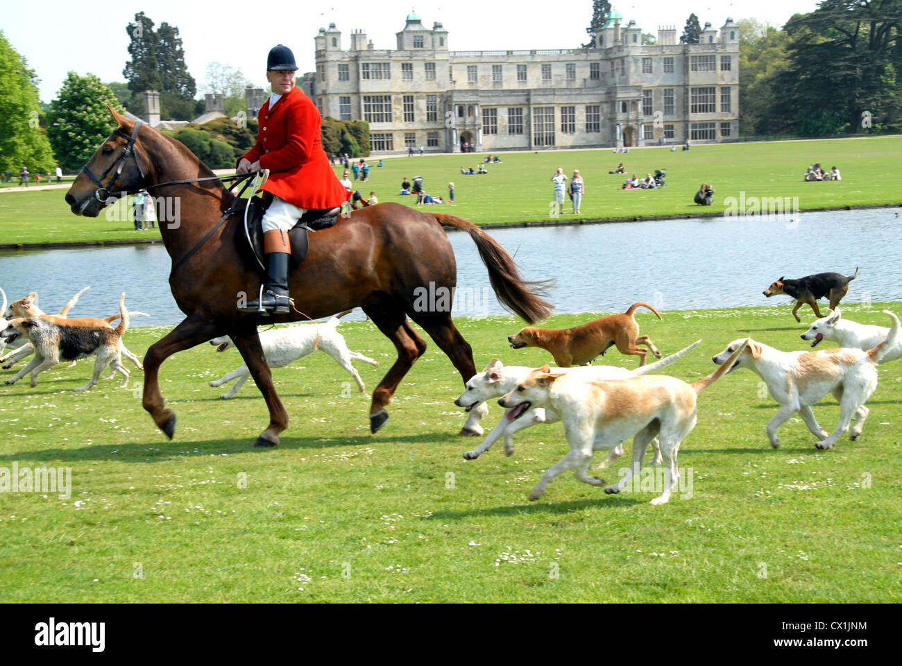Huntsman in red coat with foxhounds Stock Photo - Alamy