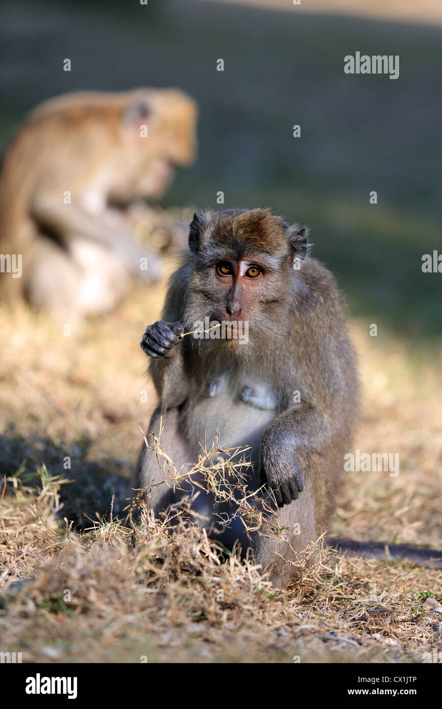 Java macaque monkey hi-res stock photography and images - Alamy