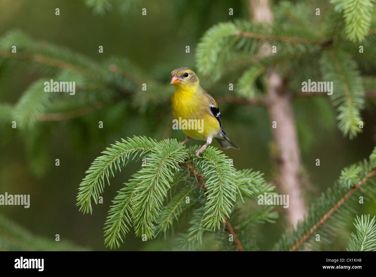 Female American goldfinch Stock Photo - Alamy