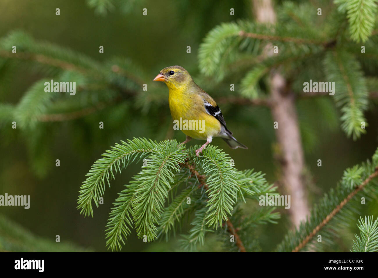 Goldfinch nest male female hi-res stock photography and images - Alamy