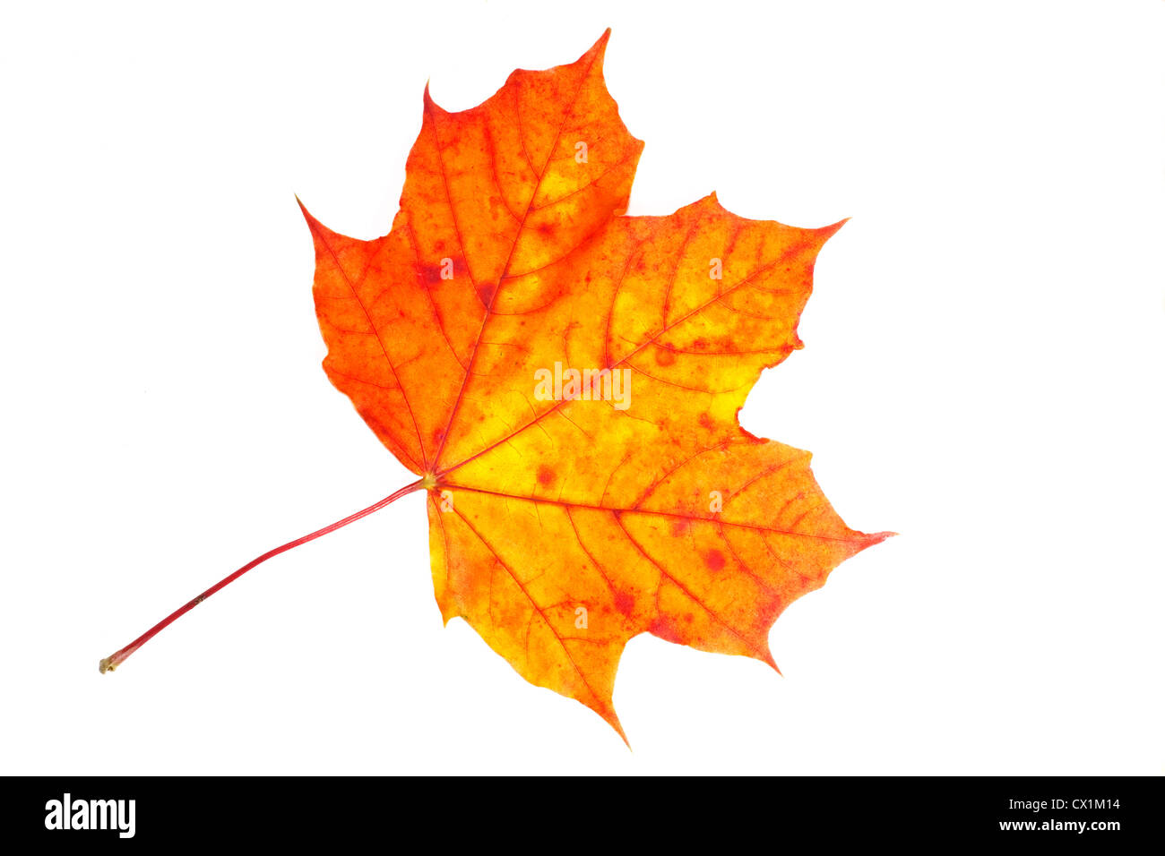 Fall maple leaf colors hi-res stock photography and images - Alamy