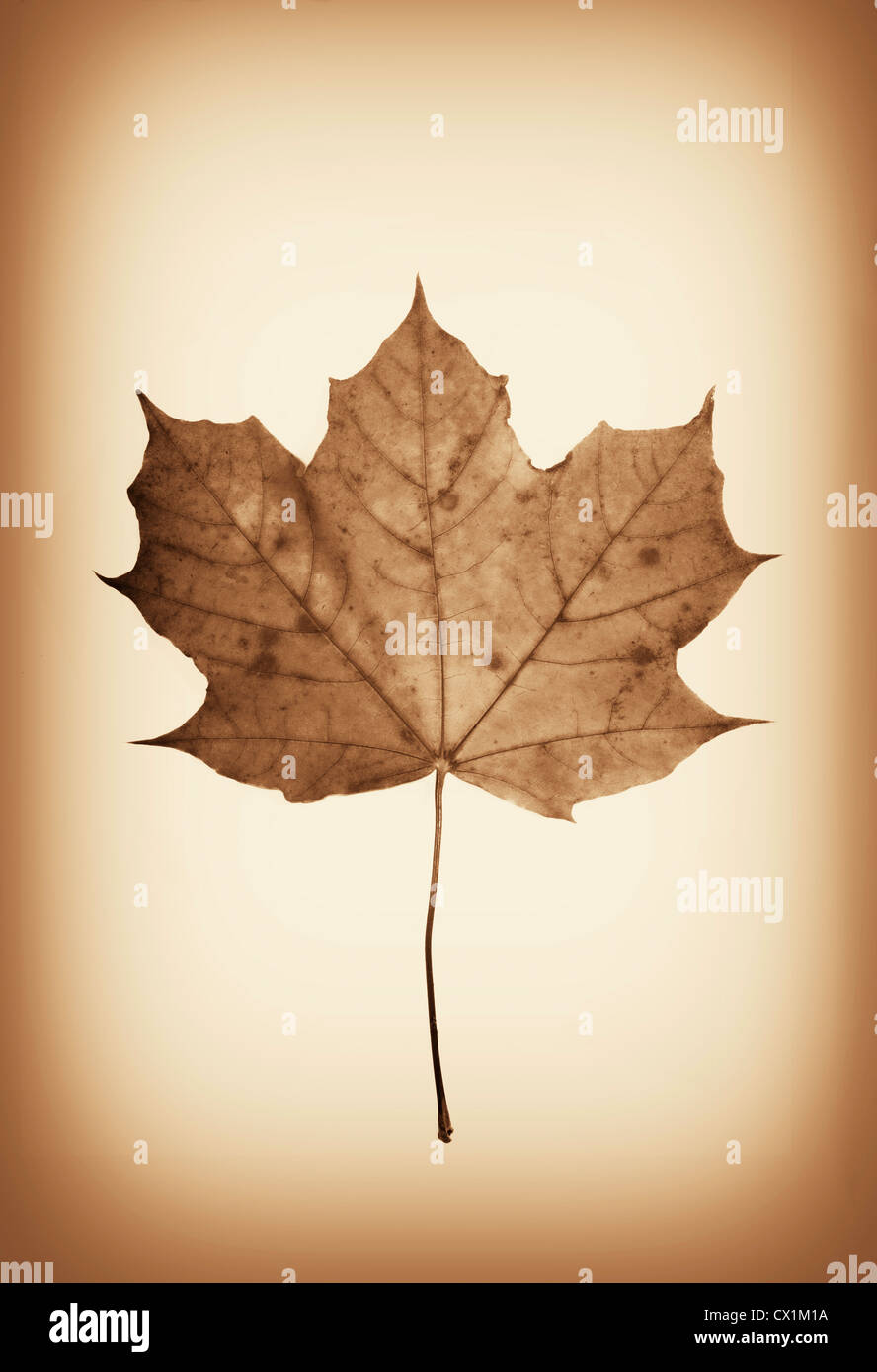 Pressed leaf hi-res stock photography and images - Alamy