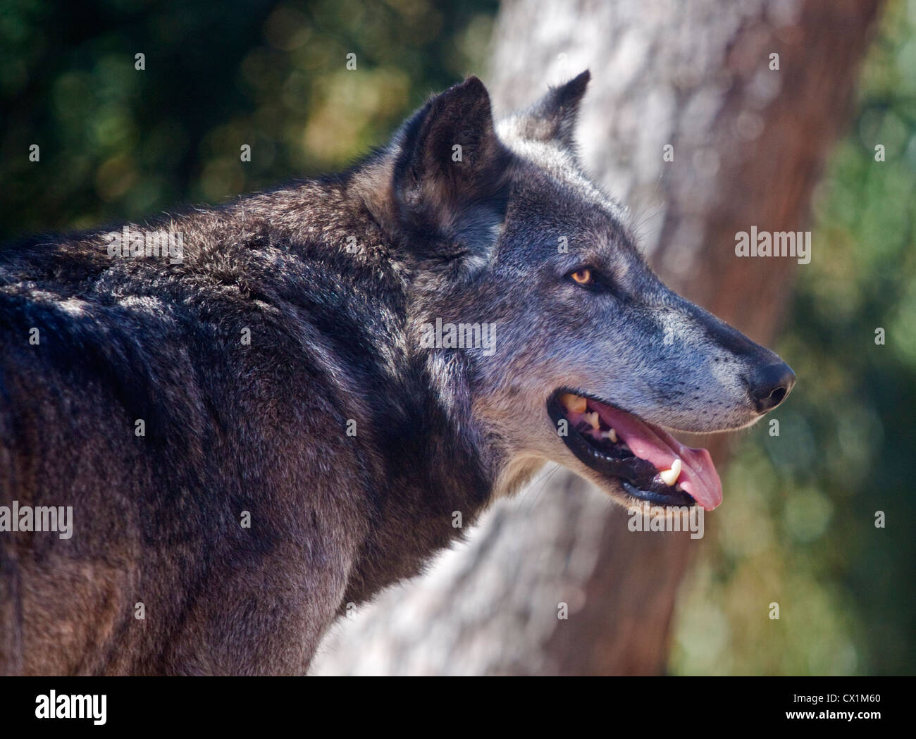 Grey Wolf (canis lupus Stock Photo - Alamy