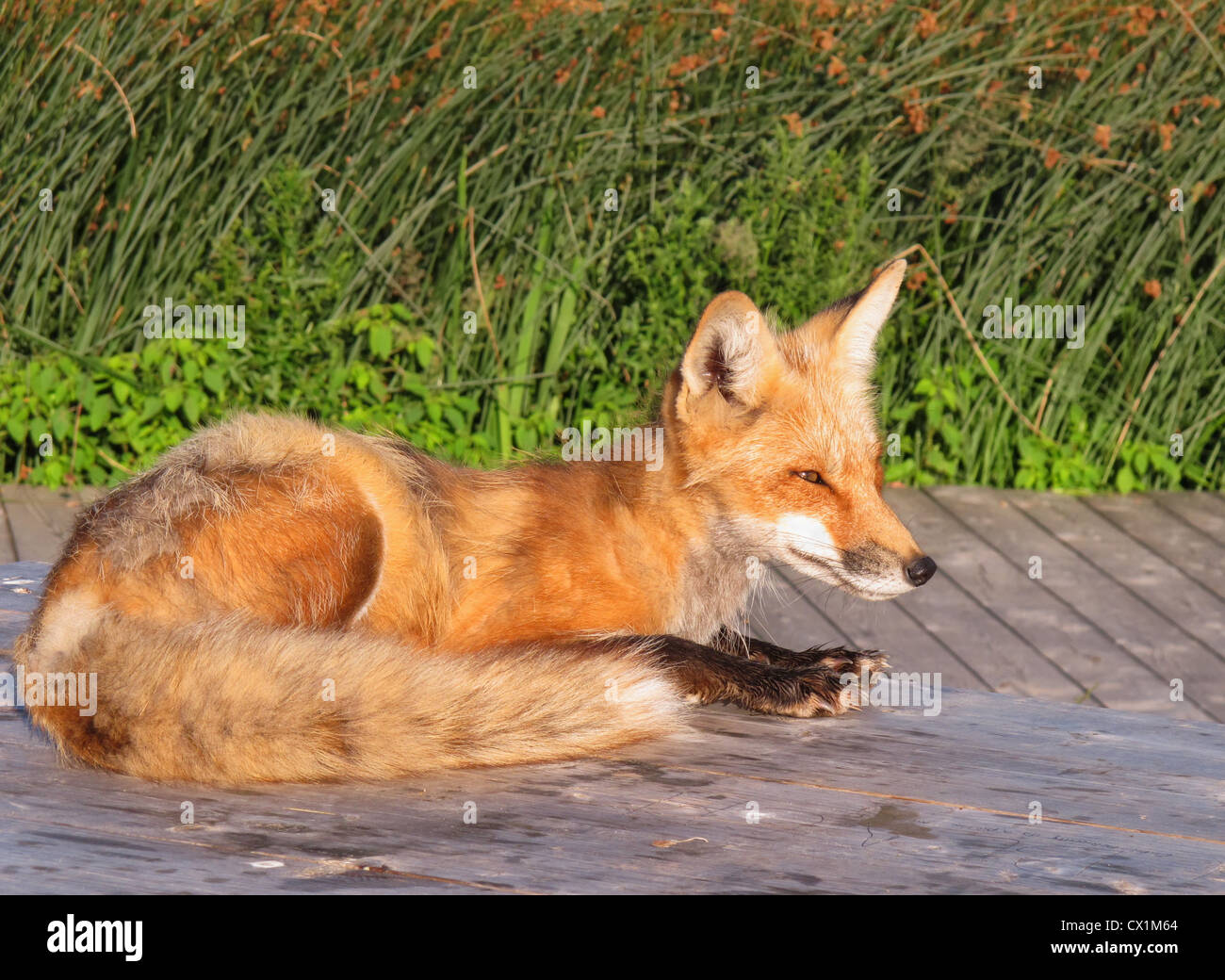 Female fox hi-res stock photography and images - Alamy