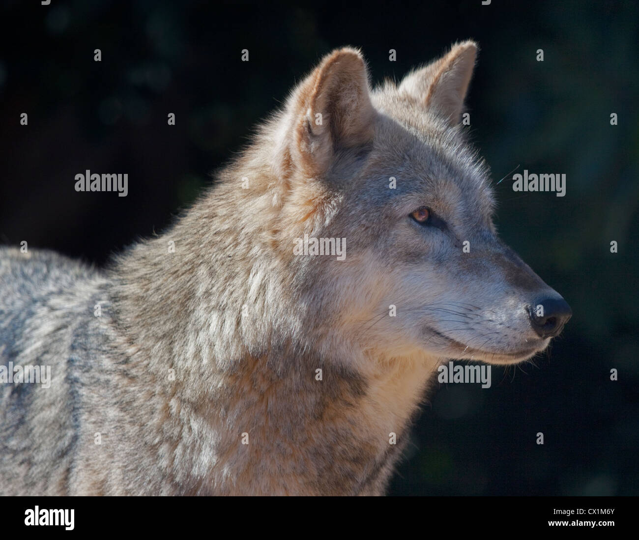 Grey Wolf (canis lupus Stock Photo - Alamy