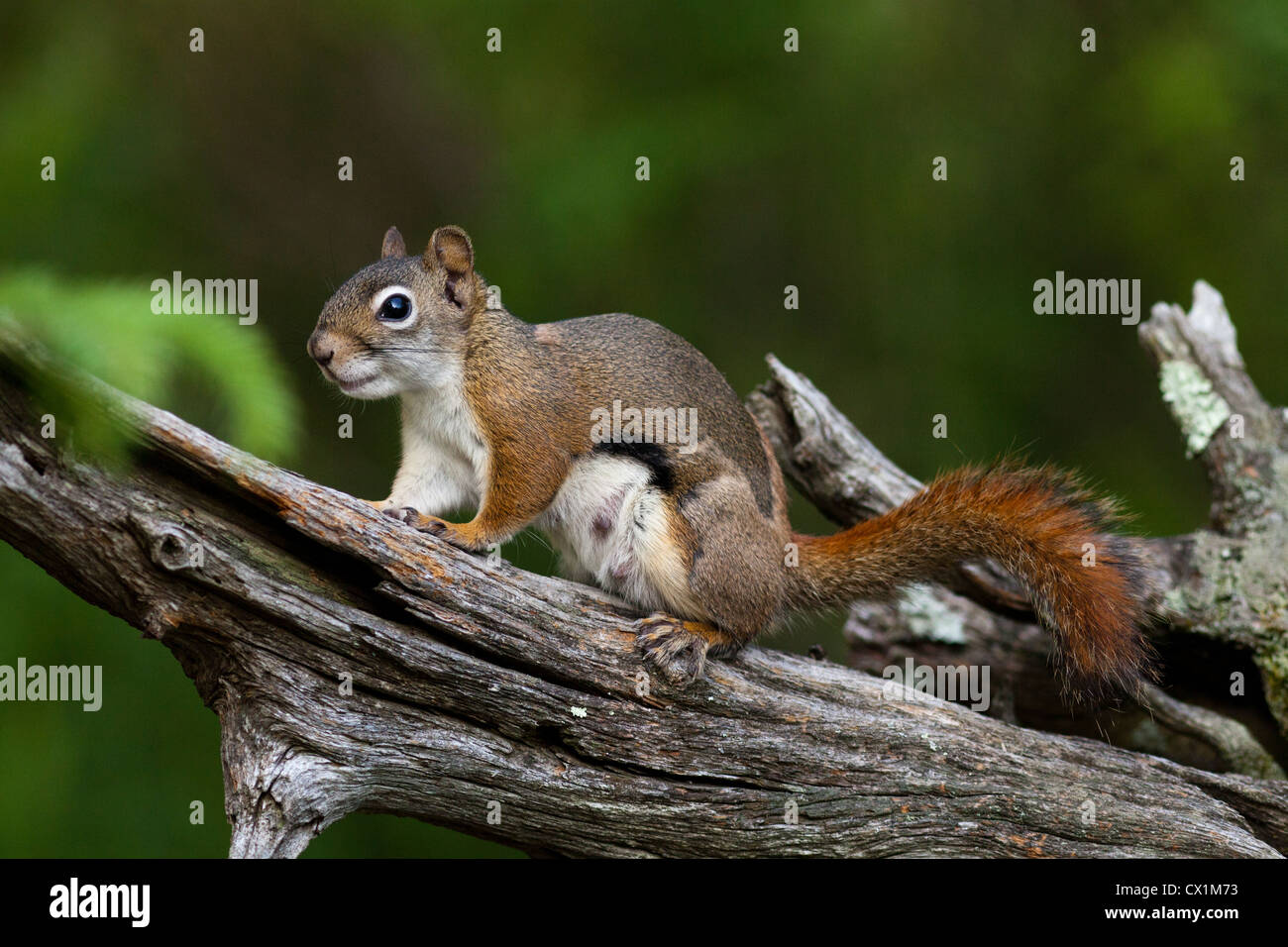 Wisconsin red squirrel hi-res stock photography and images - Alamy