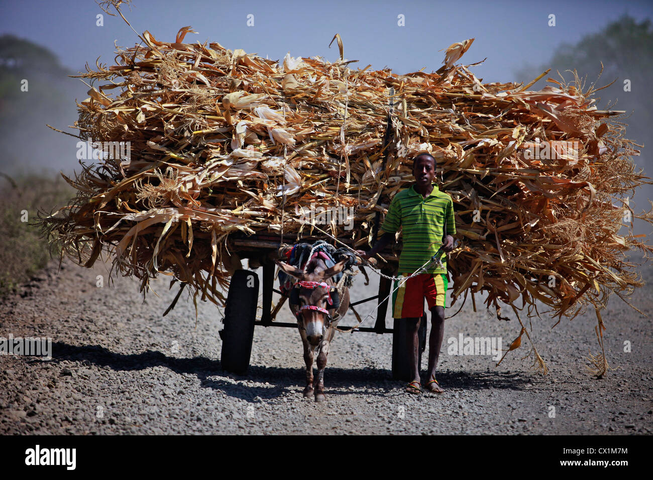 Young boy guiding donkey and his loaded wooden cart full of corn Stock ...