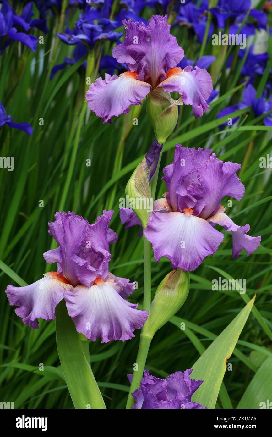Beautiful purple German or bearded iris in the home garden Stock Photo ...