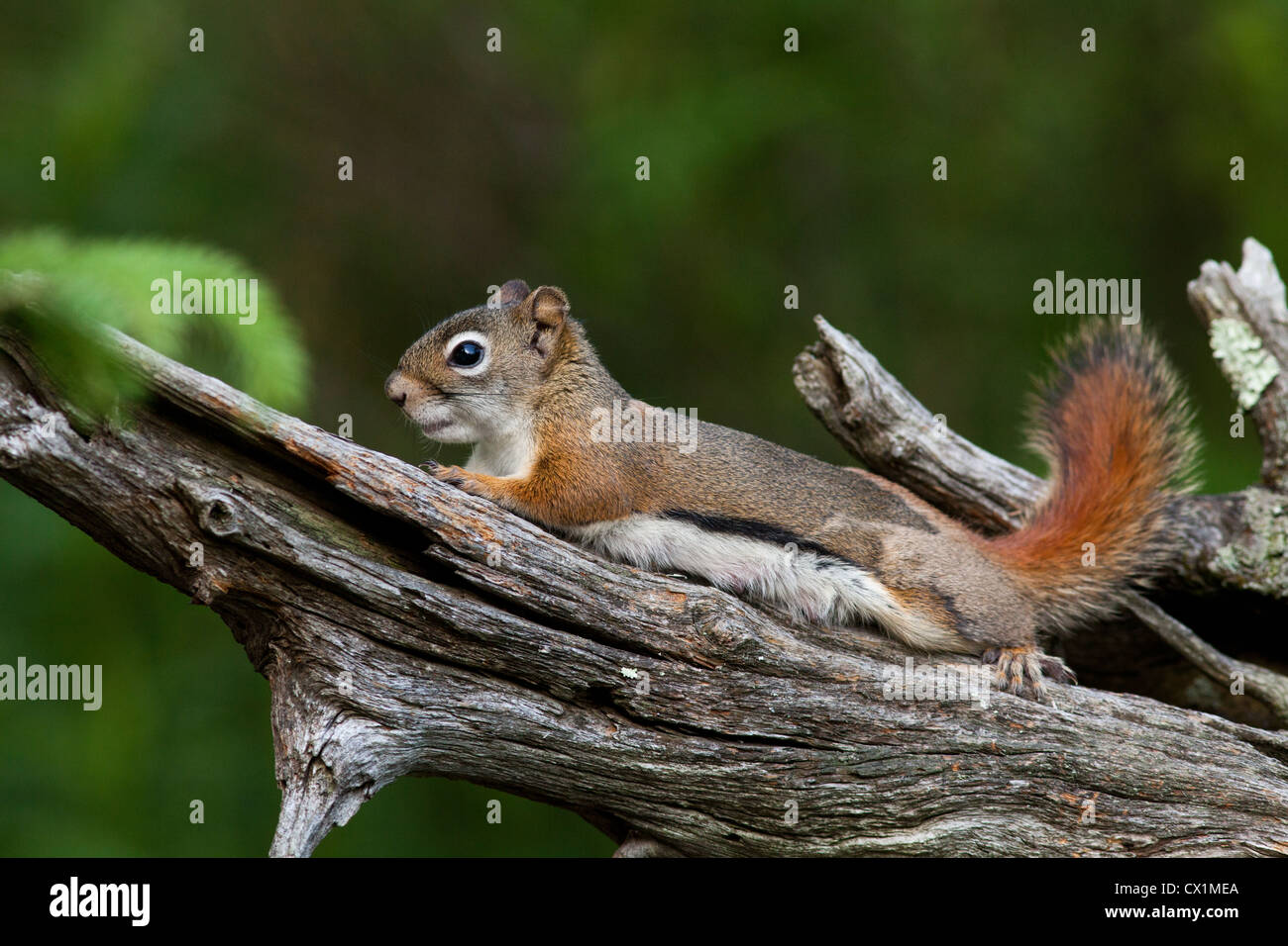 Wisconsin red squirrel hi-res stock photography and images - Alamy