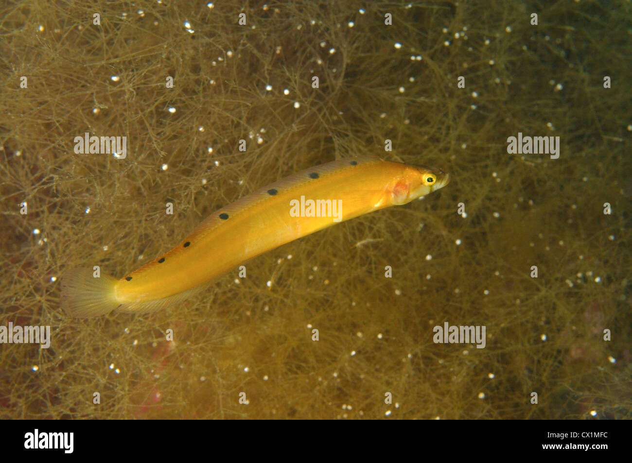 Saddleback gunnel hi-res stock photography and images - Alamy