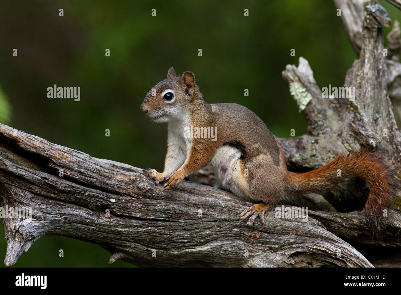 Wisconsin red squirrel hi-res stock photography and images - Alamy
