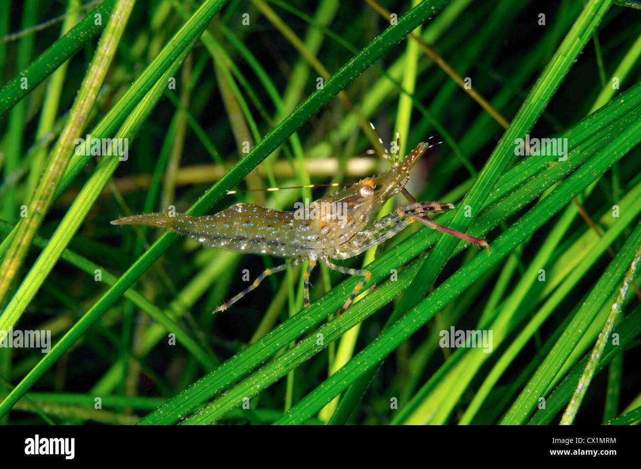 Northernn coastal shrimp (Heptacarpus Camtschaticus) Japan sea, Far ...