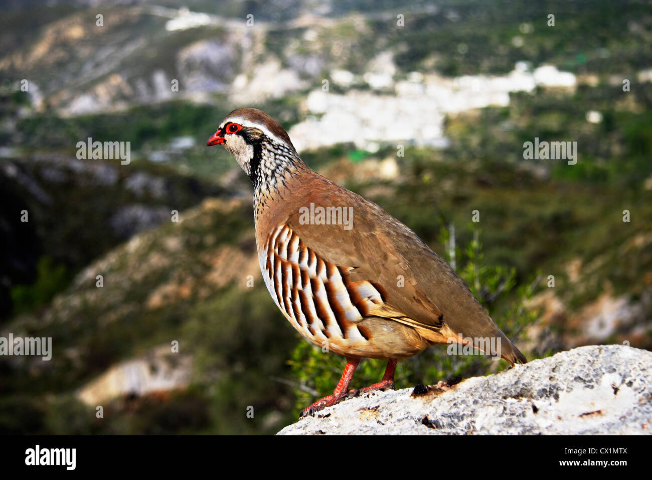 Red legged Partridge ( Alectoris rufa ) in Las Alpujarras , Spain Stock ...