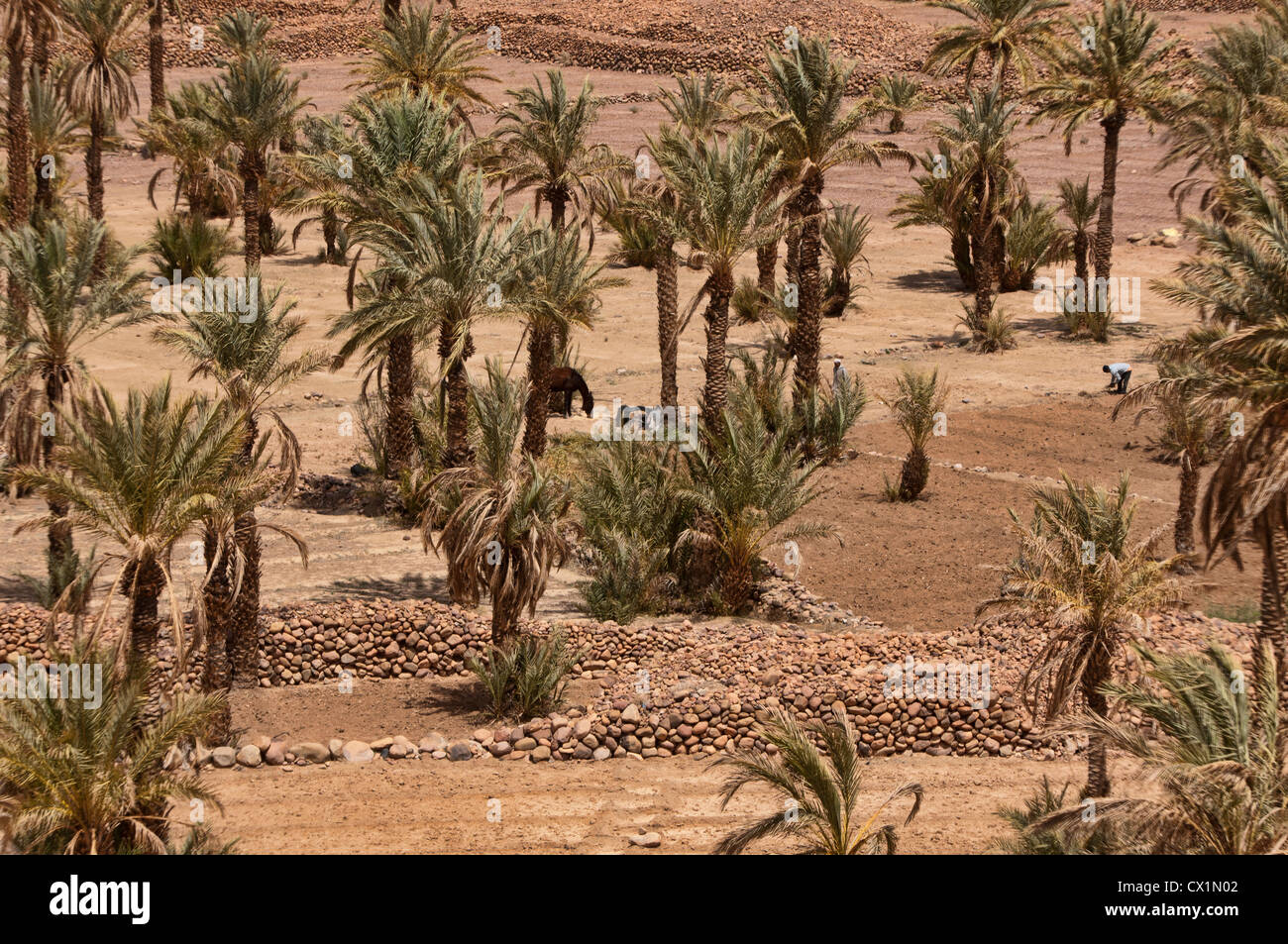 the palmery of N'Kob in the Draa Valley of southern Morocco Stock Photo ...