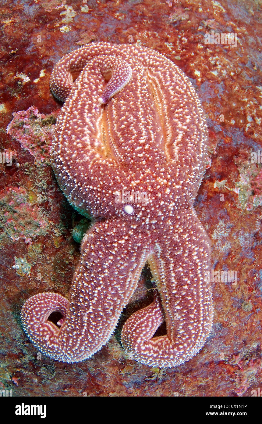 Allasterias forficulosa hi-res stock photography and images - Alamy