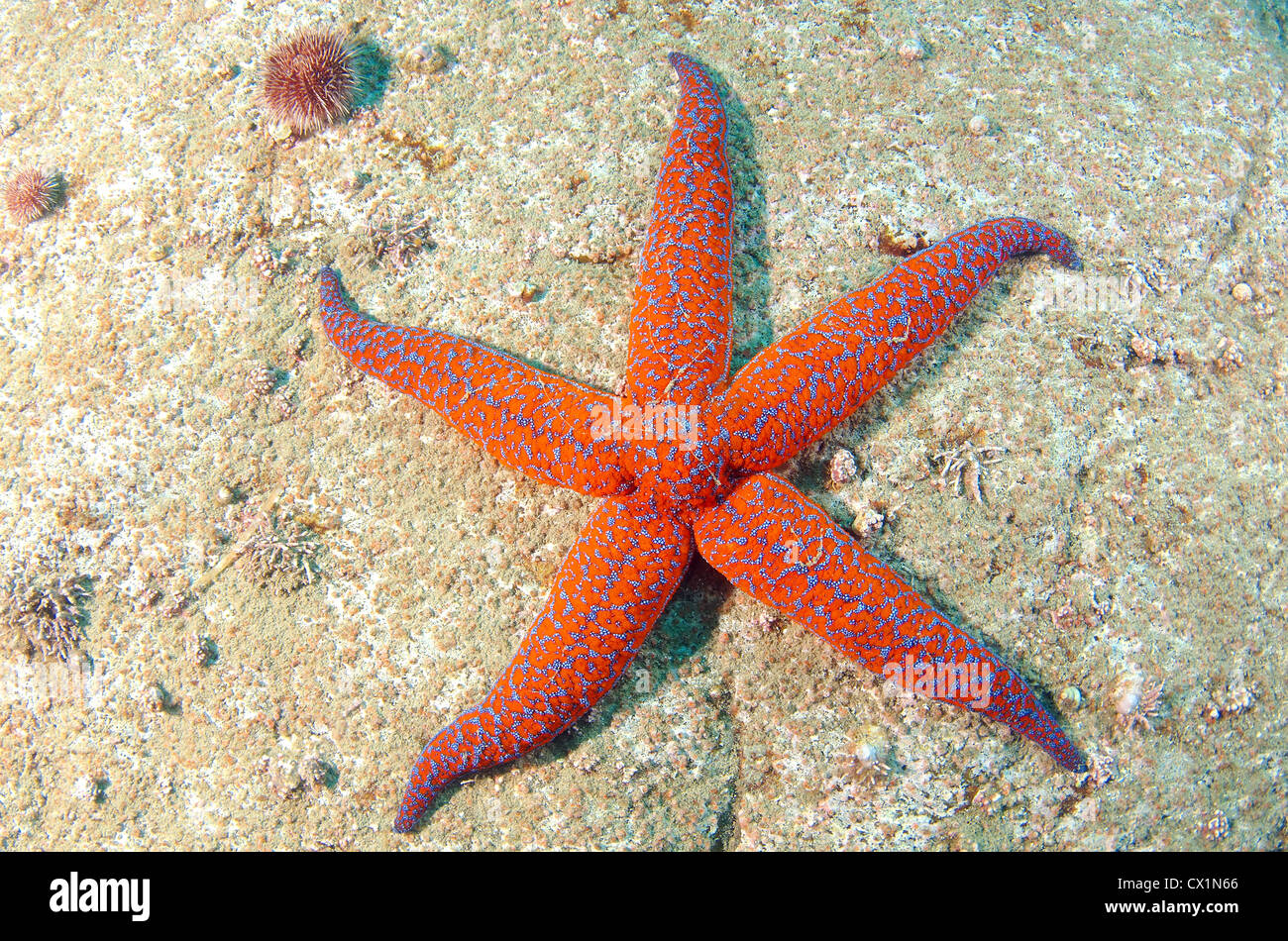 starfish (evasterias retifera) Japan sea, Far East, Primorsky Krai ...