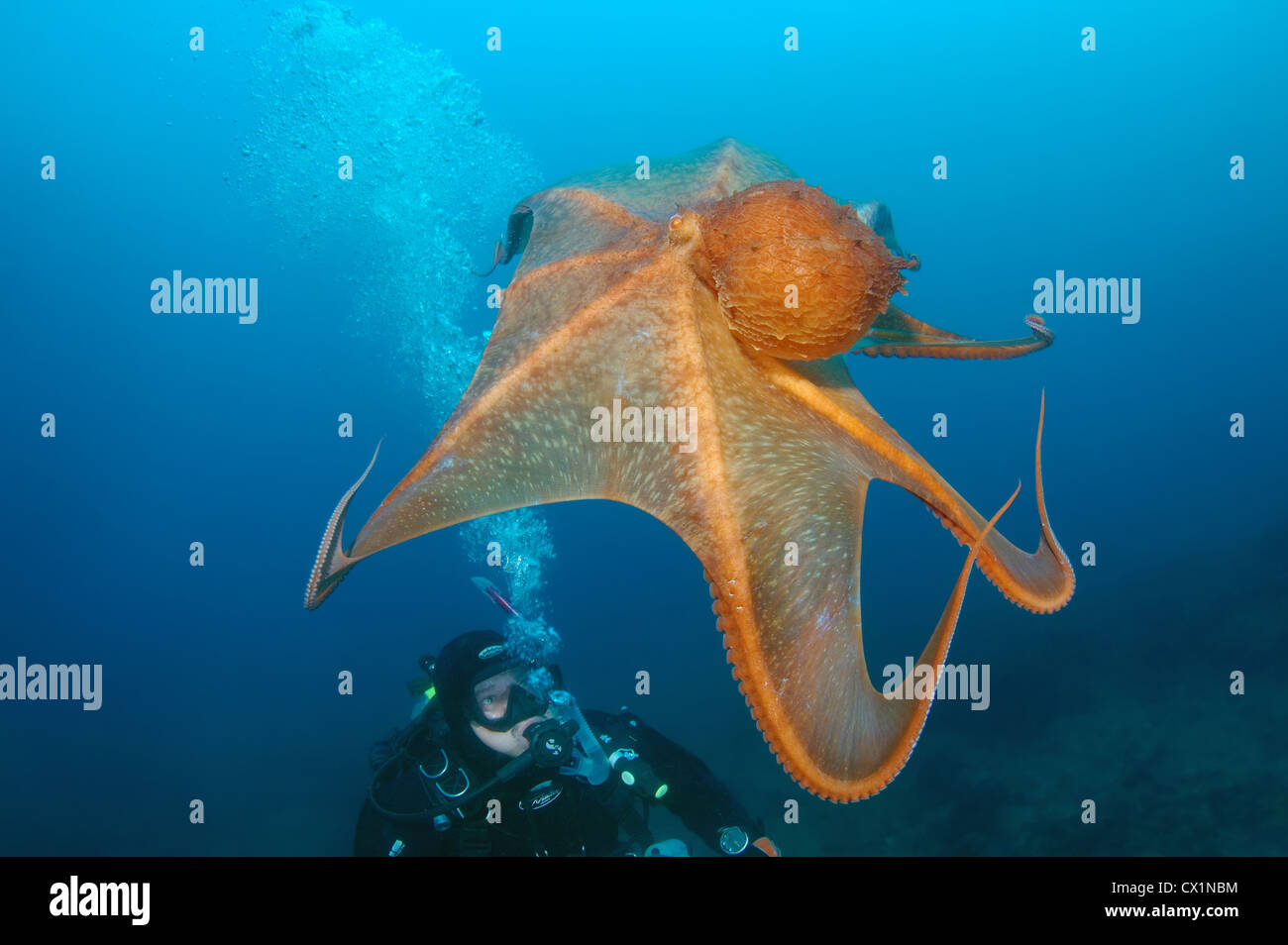 North Pacific Giant Octopus Giant Pacific Octopus Or North | Stock