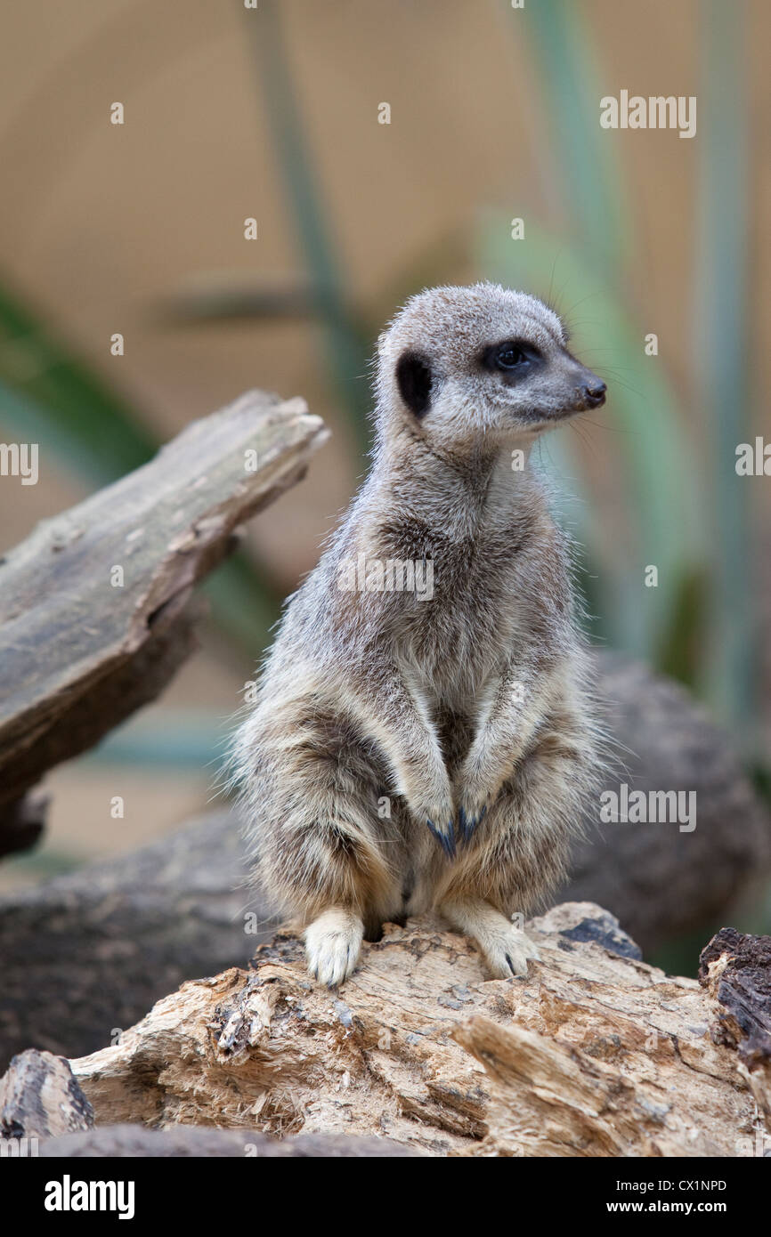 Meerkat sitting on hind legs Stock Photo - Alamy