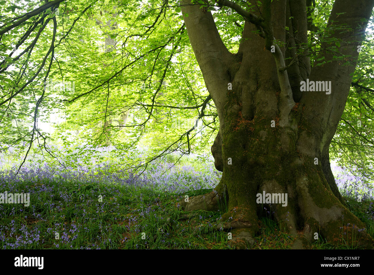 Beech trees & blue bells, spring, Clytha Hill, Bettws Newydd ...