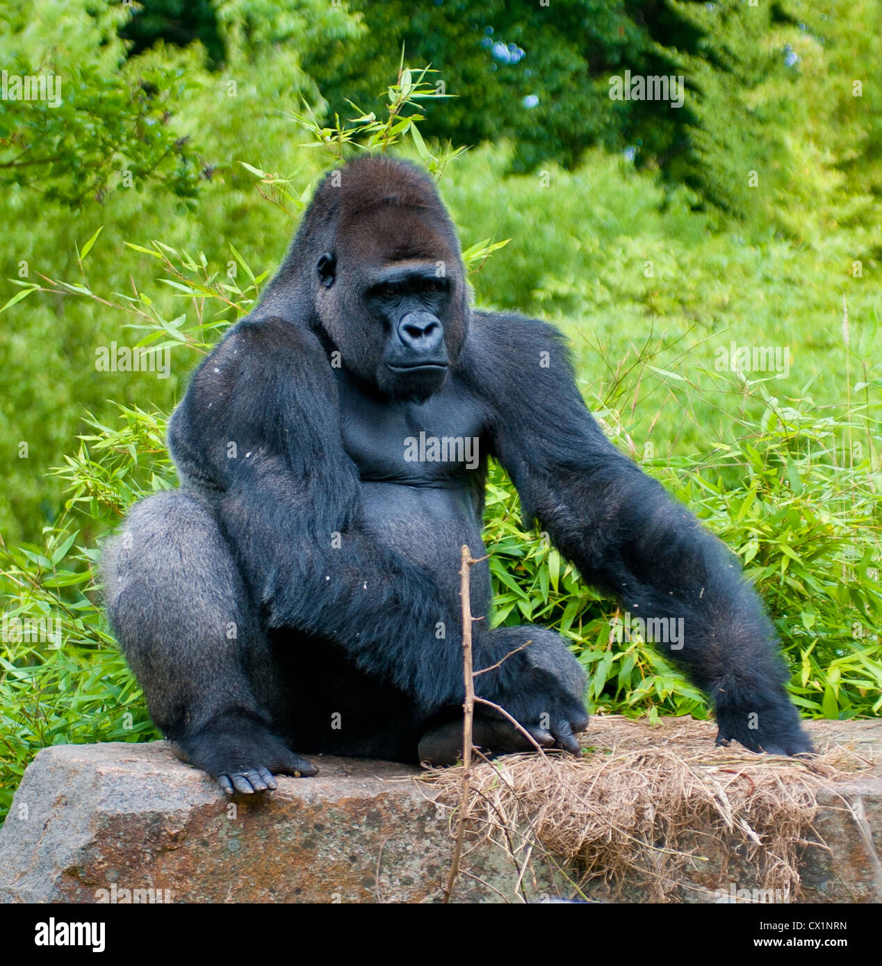 Silver back Gorilla, gorilla gorilla,at the Durrell Wildlife ...