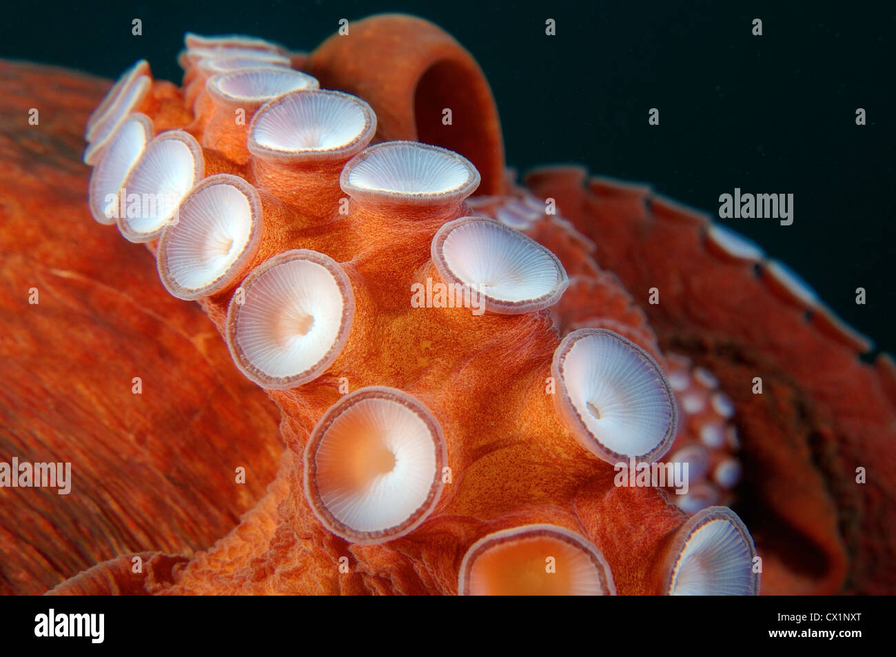 Giant pacific octopus hi-res stock photography and images - Alamy