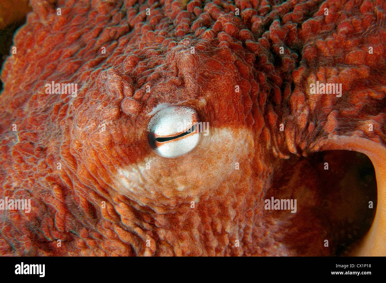 Giant Pacific octopus or North Pacific giant octopus, (Enteroctopus ...