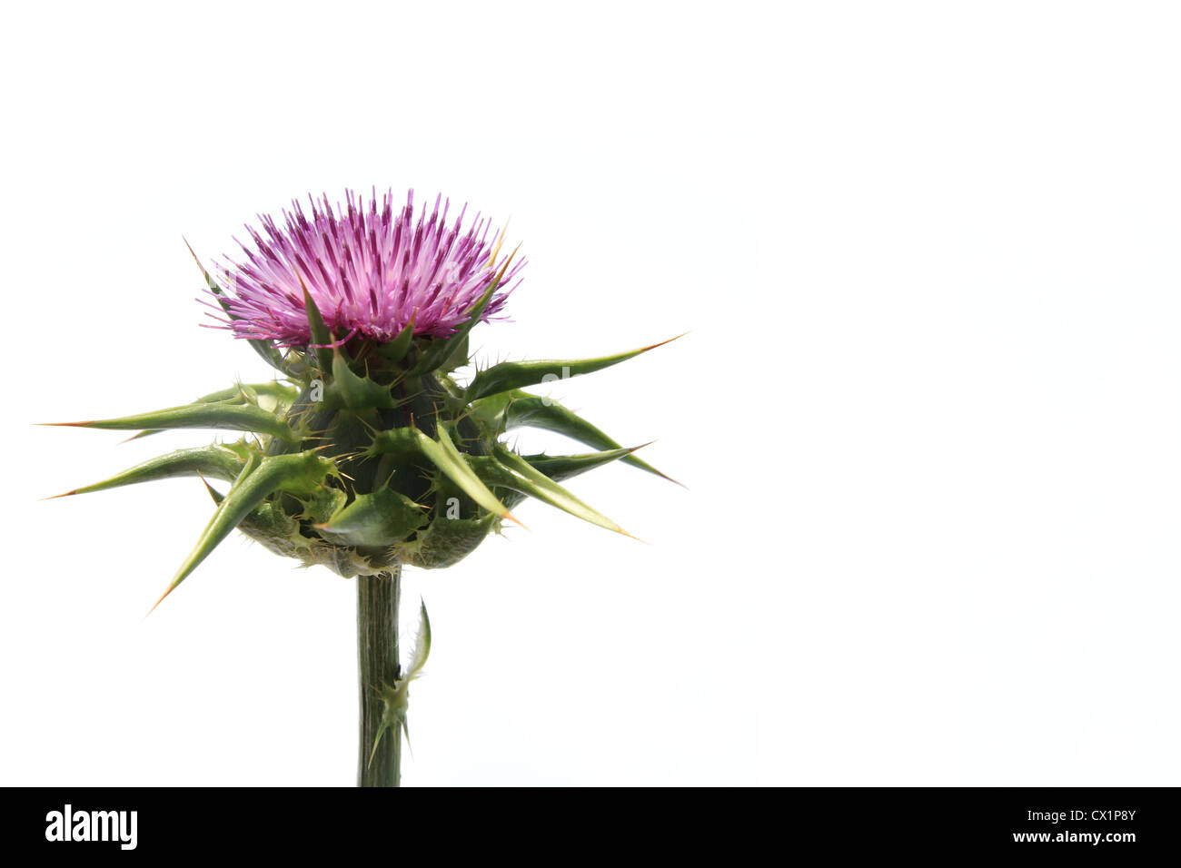 Thistle scotland emblem hi-res stock photography and images - Alamy