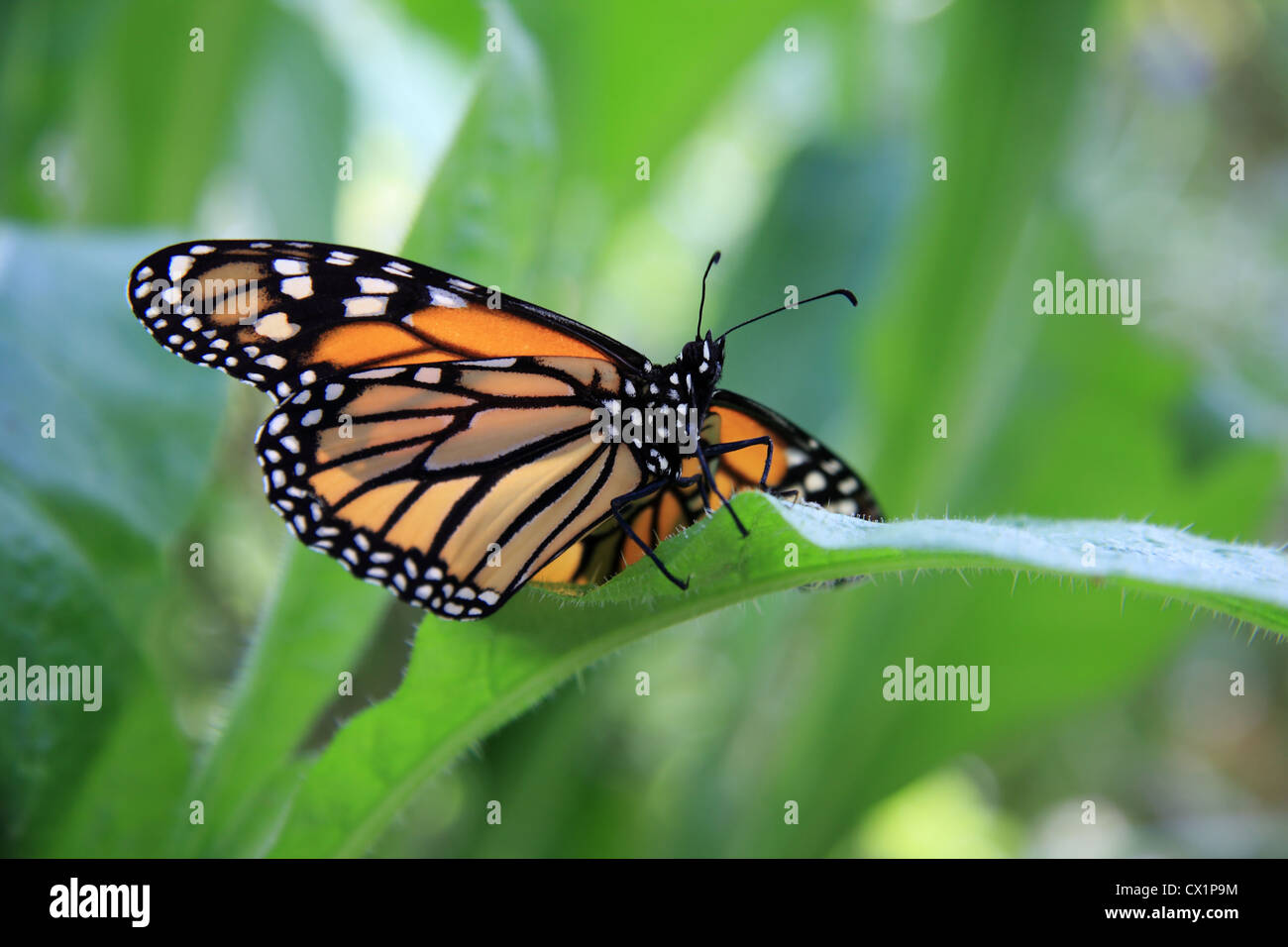 Close-up of a beautiful butterfly (focus on the body Stock Photo - Alamy