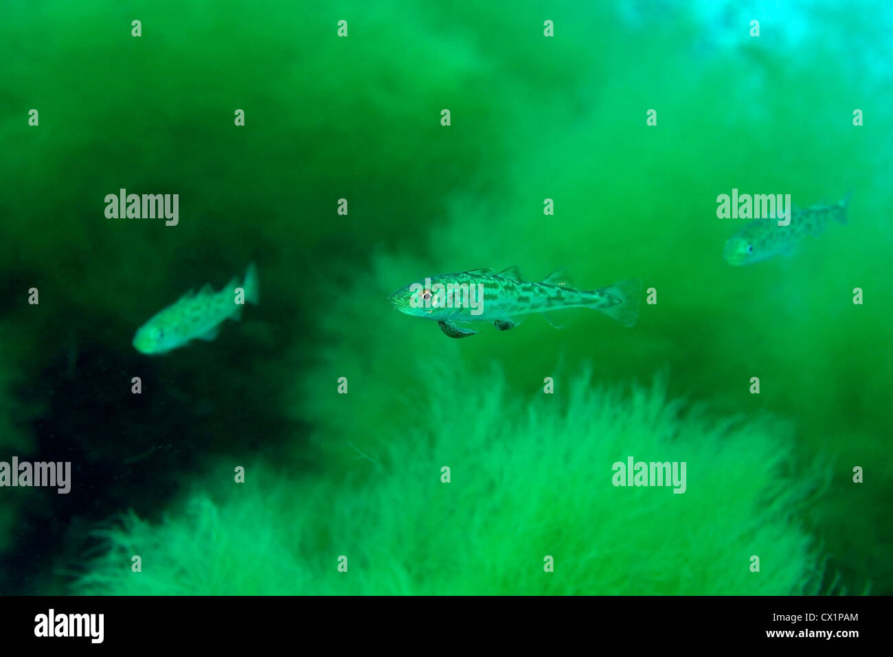 Pacific saffron cod hi-res stock photography and images - Alamy