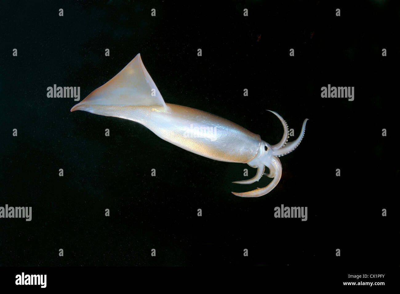 Todarodes pacificus hi-res stock photography and images - Alamy