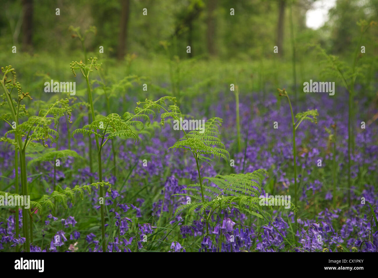 English bells hi-res stock photography and images - Alamy