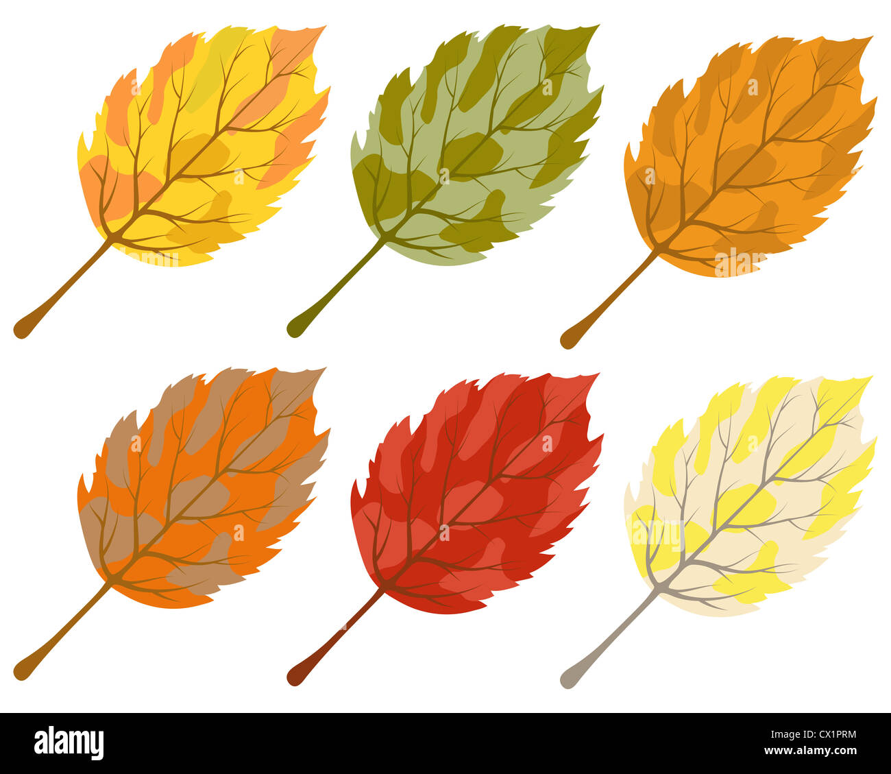 Collection of color autumn leaves. Vector illustration Stock Photo - Alamy