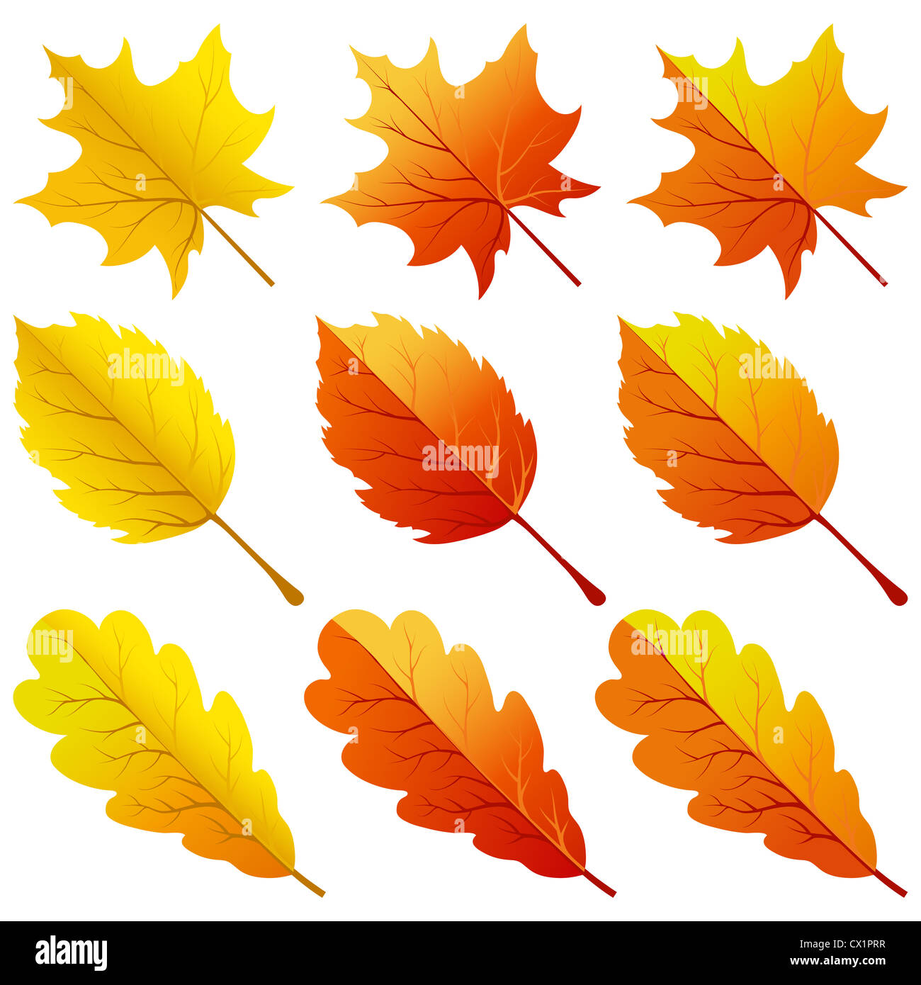 Collection of color autumn leaves. Vector illustration Stock Photo - Alamy