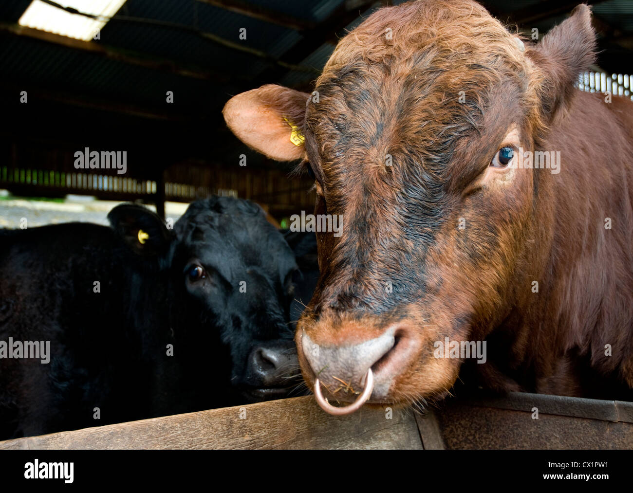 Bull with ring in nose hi-res stock photography and images - Alamy