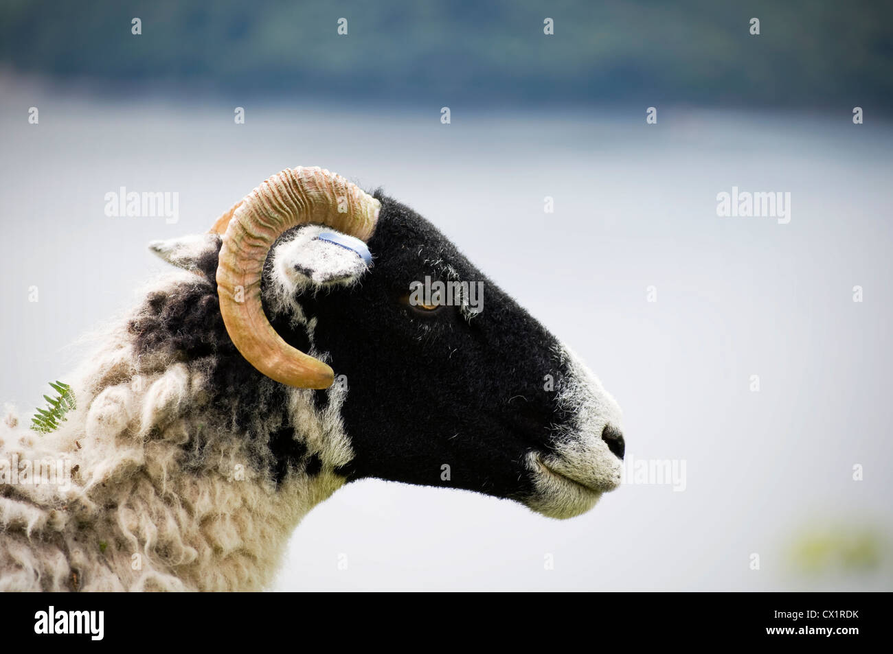 Sheep head hi-res stock photography and images - Alamy