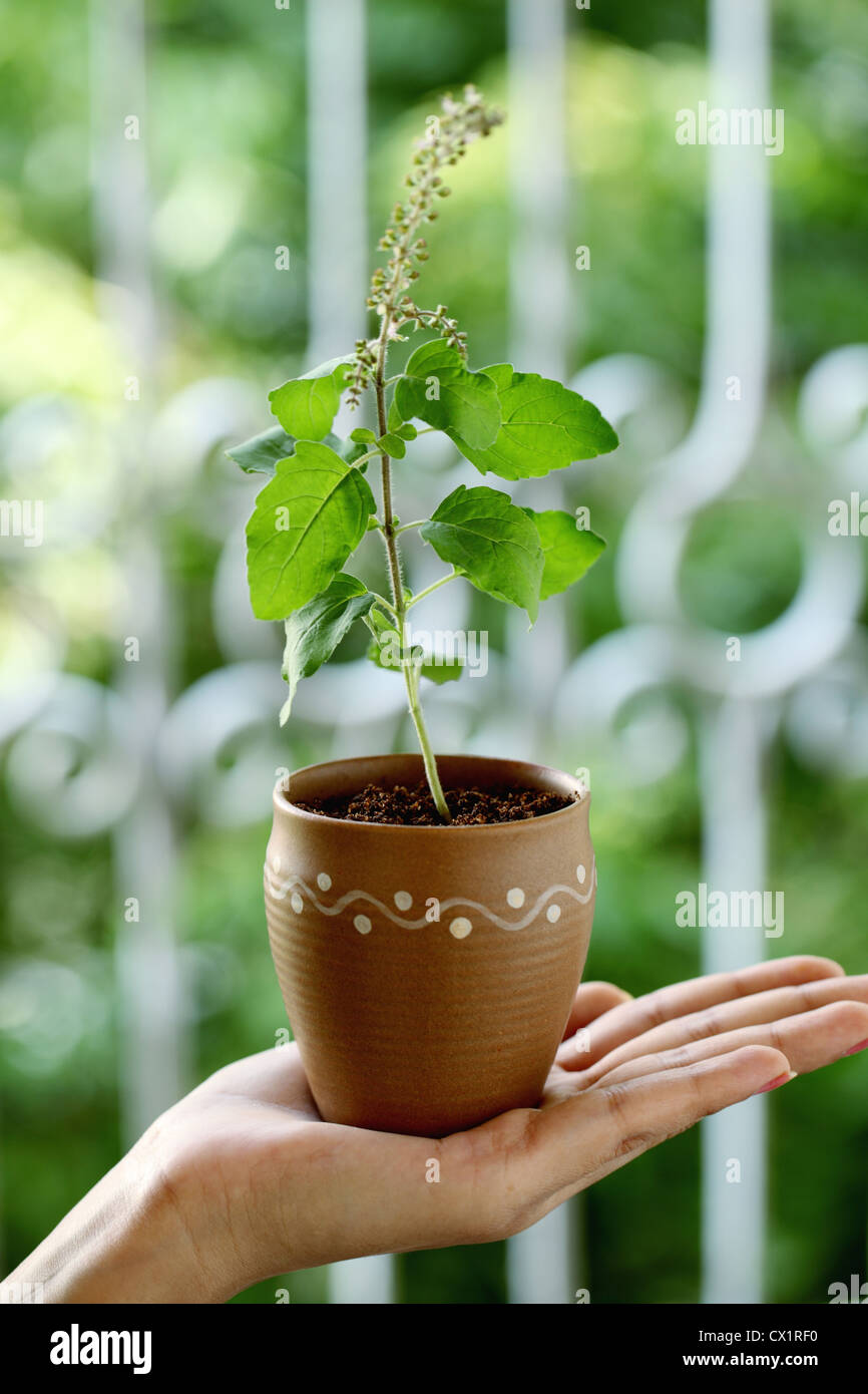Hand holding small plant of a baisl leaf Stock Photo - Alamy