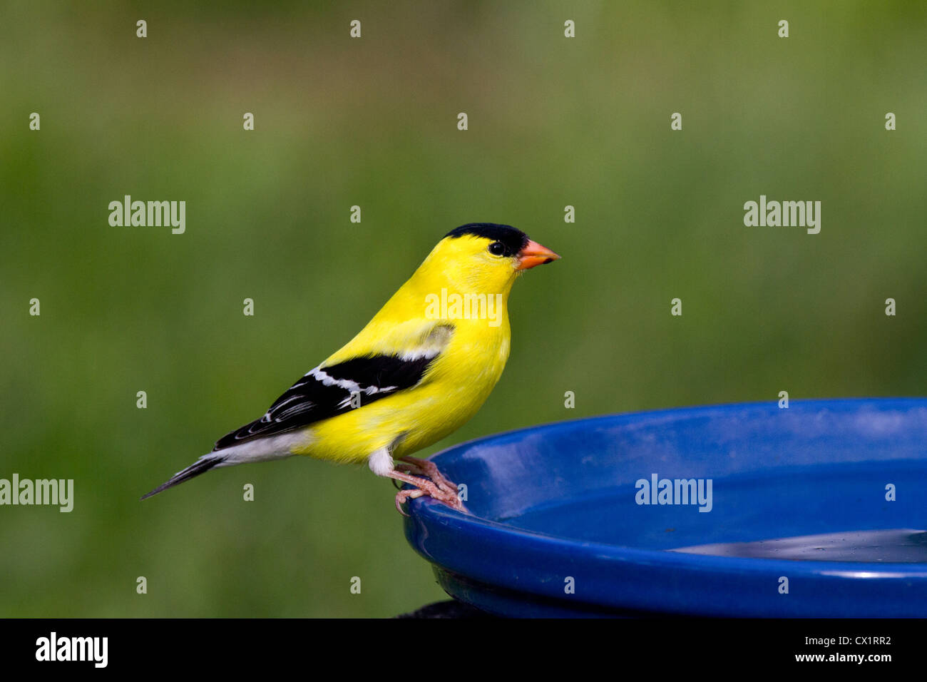 American goldfinch bath hi-res stock photography and images - Alamy