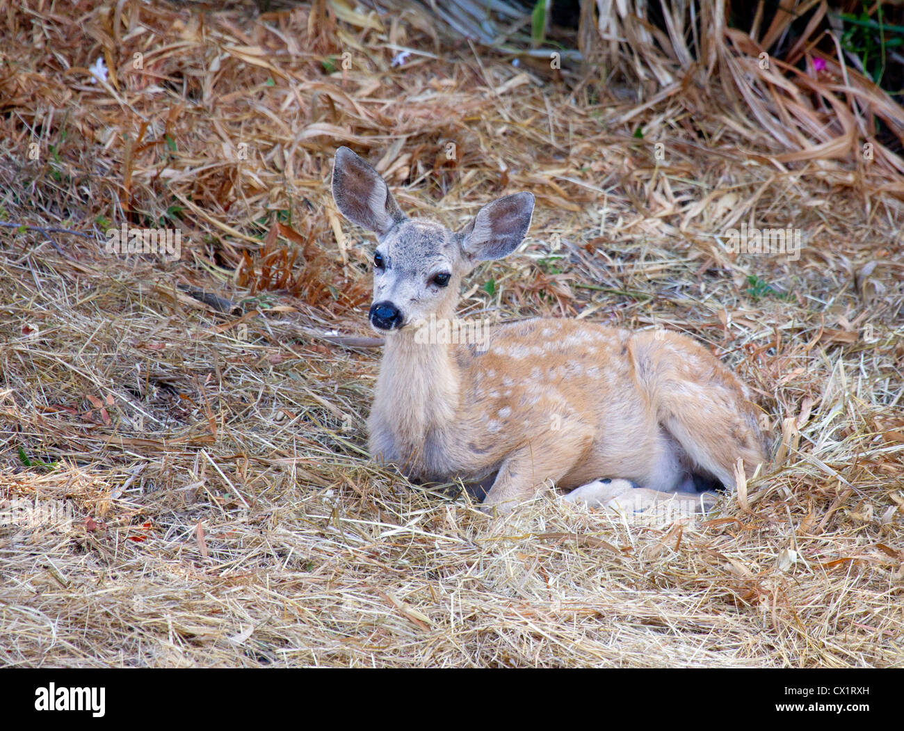 Fawn Deer Down High Resolution Stock Photography and Images - Alamy