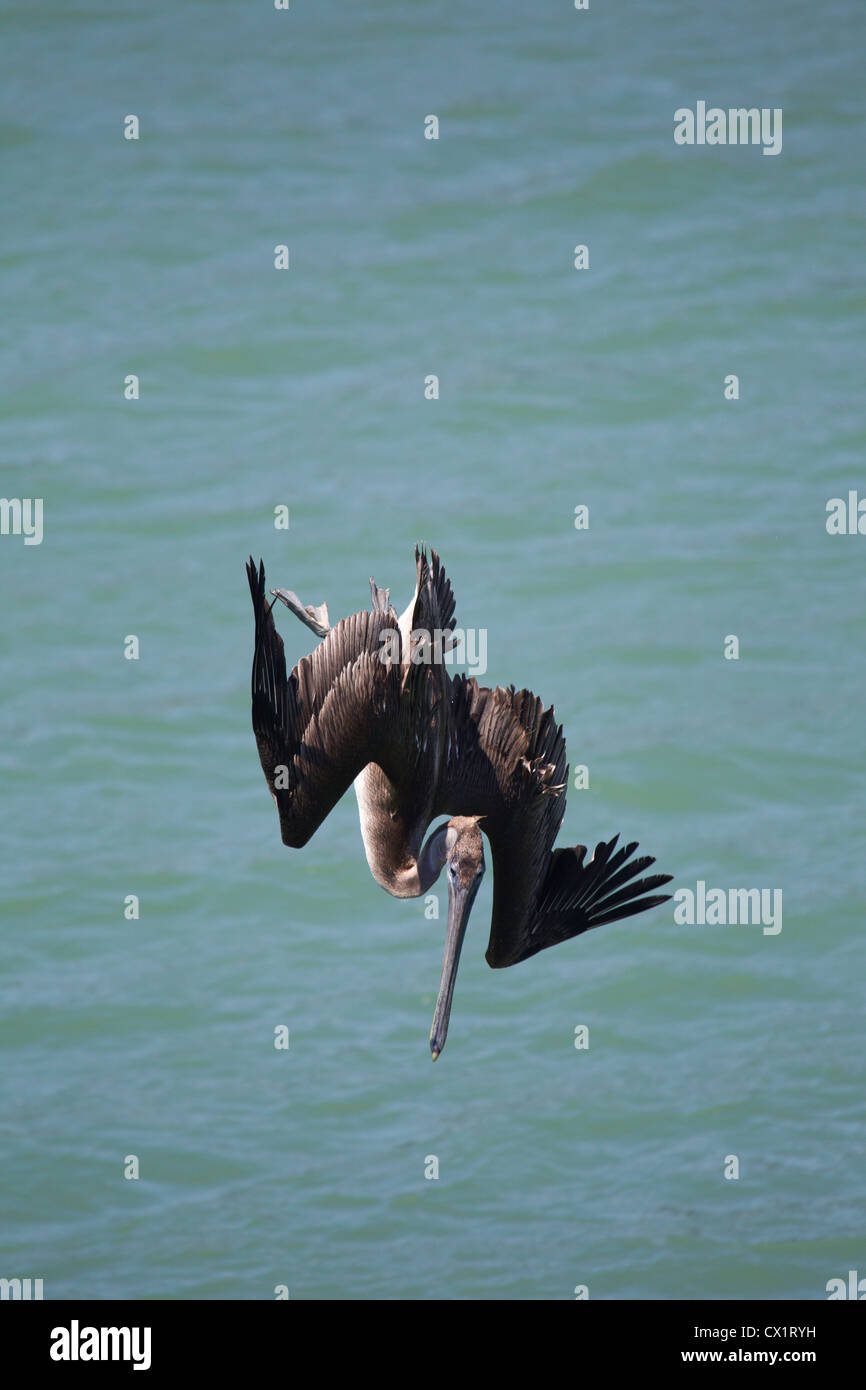 Brown Pelican Diving Stock Photo - Alamy