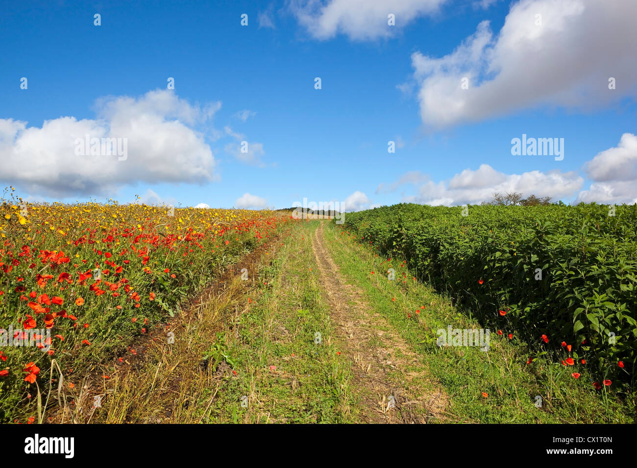 A September landscape with a farm track through an area set aside for ...