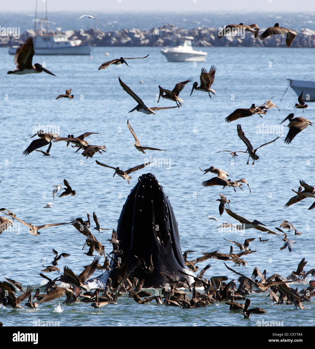 Humpback Whale Lunge Feeding surrounded by feeding pelicans Stock Photo ...