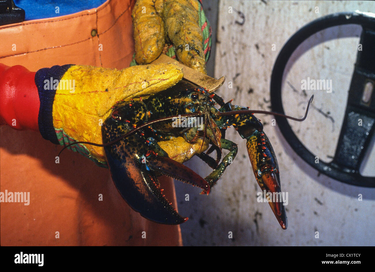 Lobster fisherman bands a live lobster along the mid-coast of Maine ...