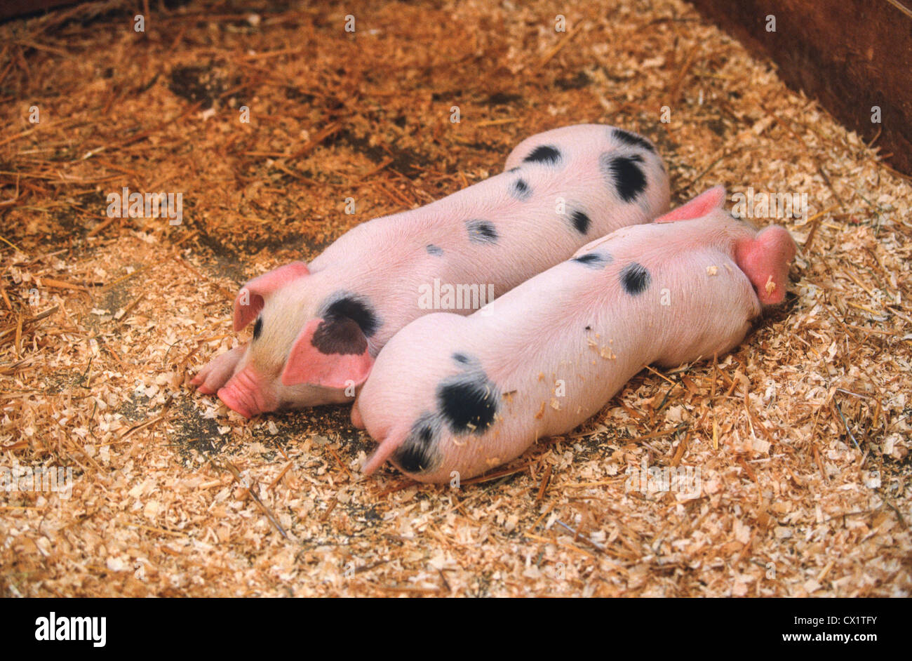 Two piglets asleep at a farm in Maine Stock Photo - Alamy
