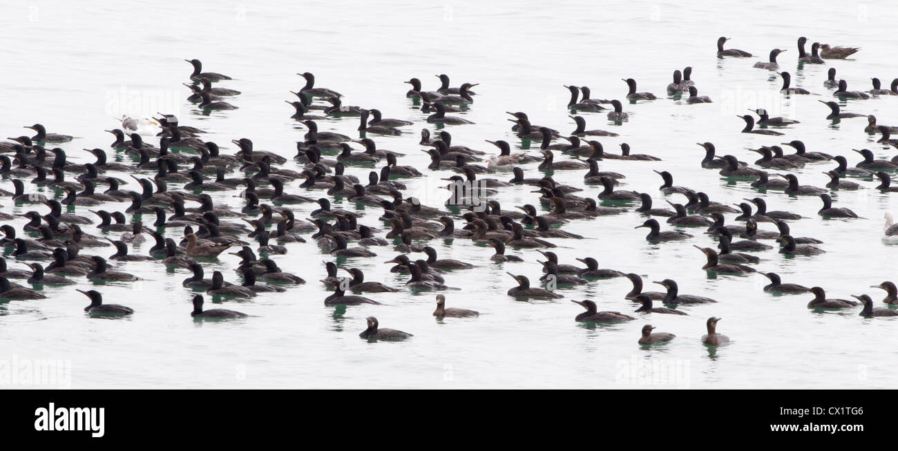 Raft Of Birds High Resolution Stock Photography and Images - Alamy