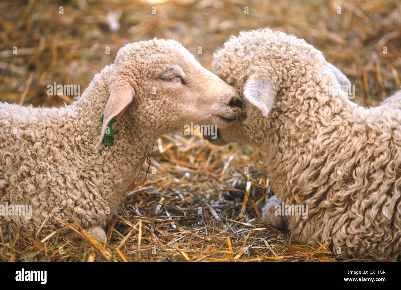Baby lambs at a farm in Maine Stock Photo - Alamy