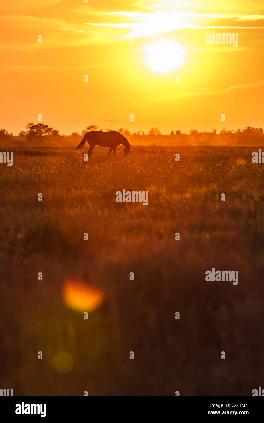 Pasture at sunset Stock Photo - Alamy