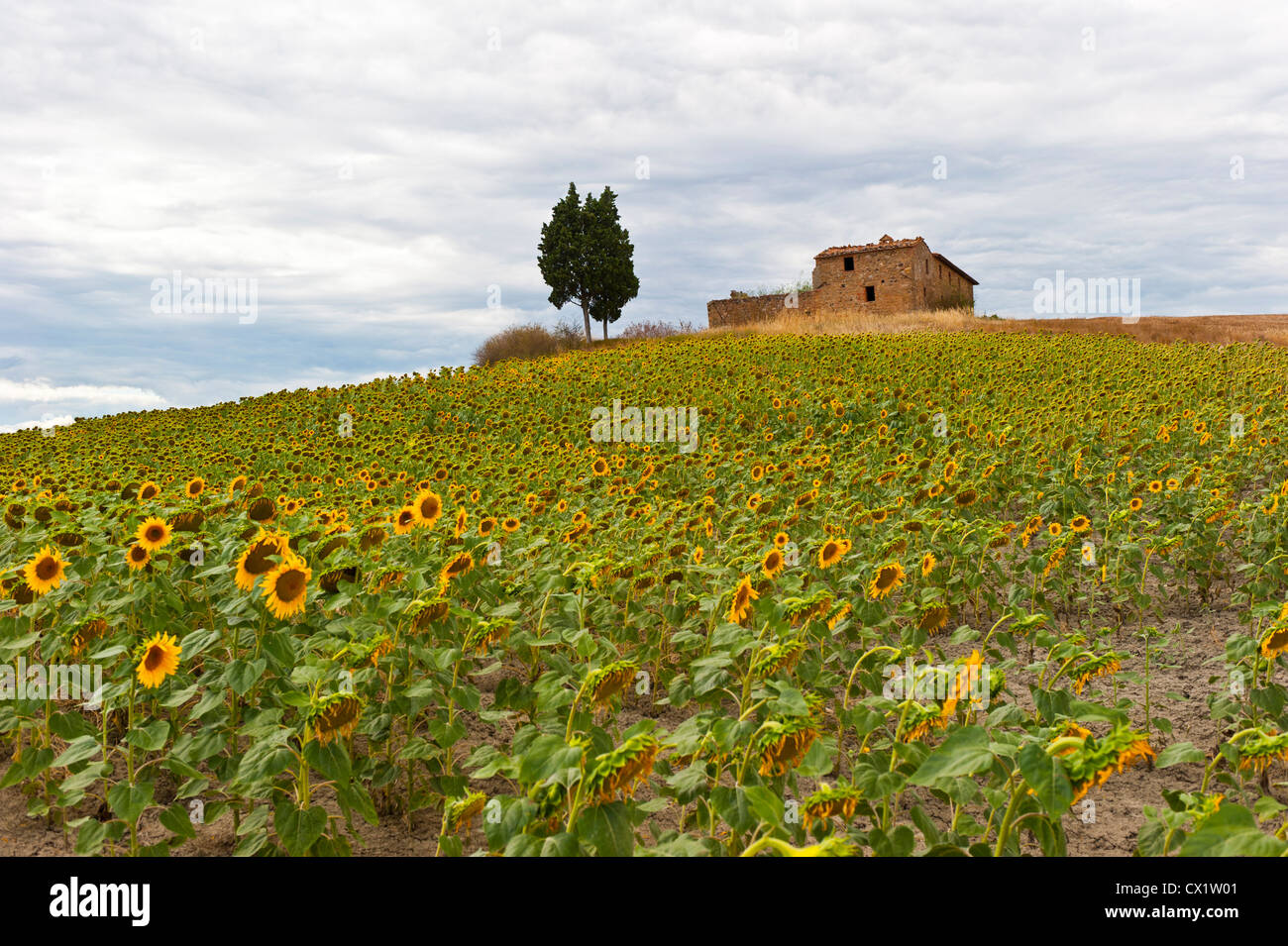 Sunflower field tuscany italy hi-res stock photography and images - Alamy