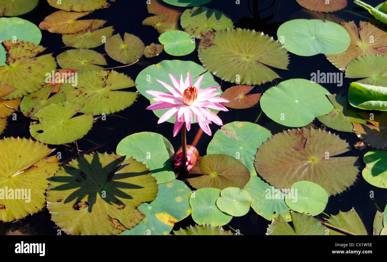 Lotus Leaves Stock Photos & Lotus Leaves Stock Images - Alamy